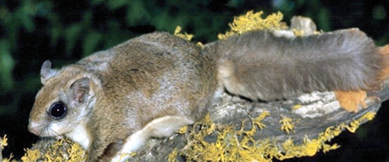 Virginia northern flying squirrel | Virginia Wildlife Protection