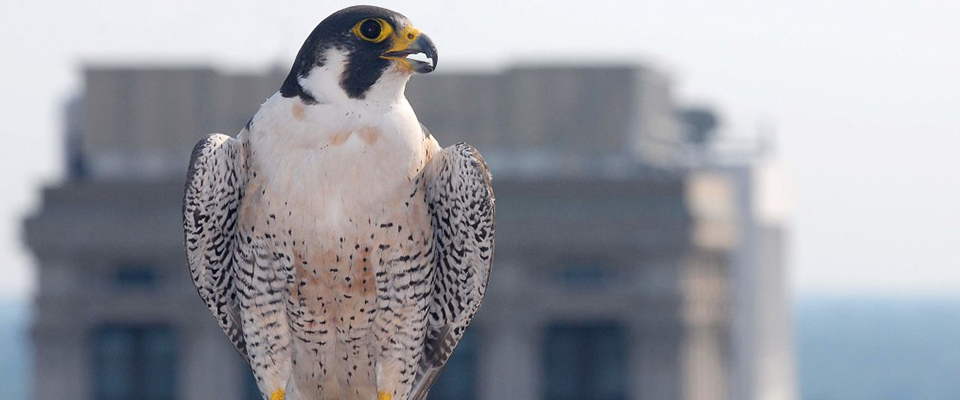 Peregrine Falcons | Virginia Wildlife Protection