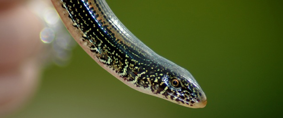 Eastern Glass Lizard | Virginia Wildlife Protection