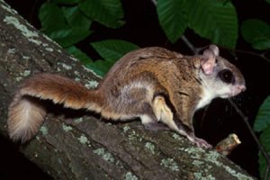Virginia northern flying squirrel | Virginia Wildlife Protection