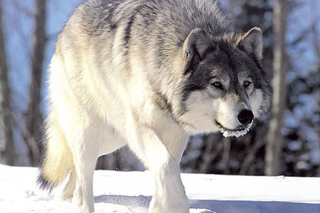Gray Wolf | Virginia Wildlife Protection