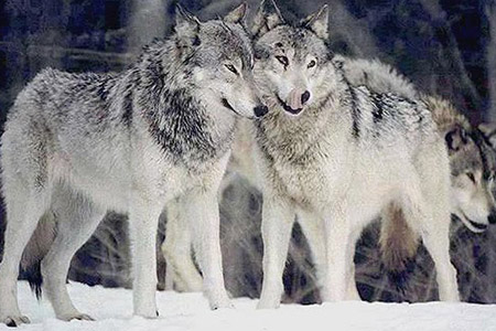 Gray Wolf | Virginia Wildlife Protection